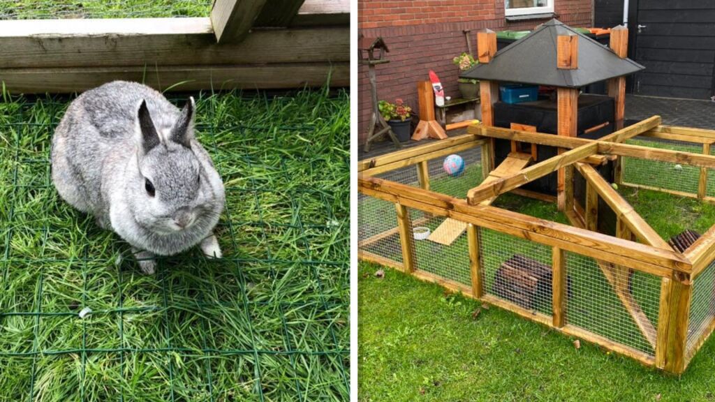 Drie konijnen gedood en eentje vermist in Wijk aan Zee: "Een hele zieke ...