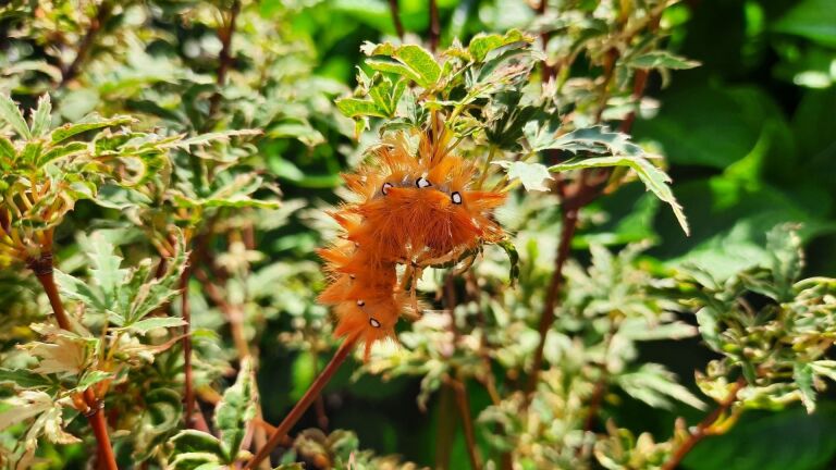 Het ruikt naar kadaver en het lijkt op een inktvis, Frans Kapteijns ...