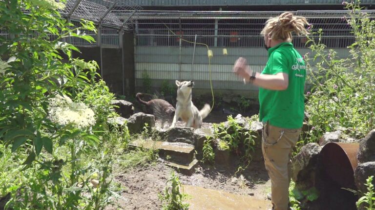 Met zwembadjes, sproeiers en ijs houdt de dierenopvang de dieren koel