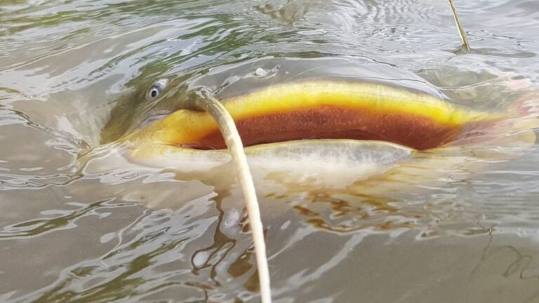 Grootste meerval in Nederland ooit werd gevangen door Tobias uit ...