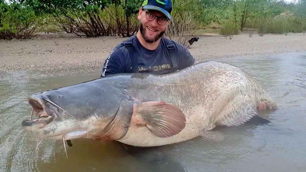 Grootste meerval in Nederland ooit werd gevangen door Tobias uit ...