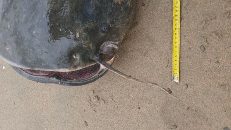 Grootste meerval in Nederland ooit werd gevangen door Tobias uit ...