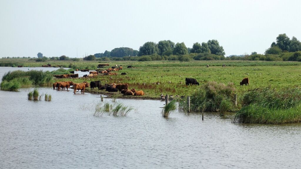 Natuur, bestuur en boer vinden elkaar in plan voor zout water in het ...