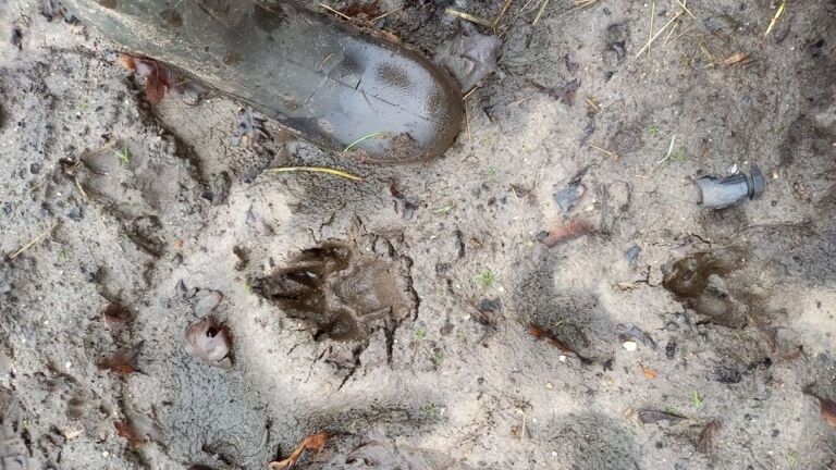 Elf schapen doodgebeten, was het een wolf of een hond?