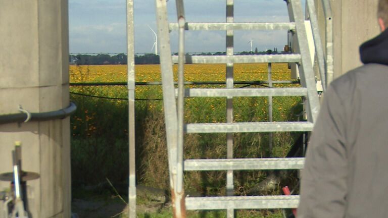Boeren experimenteren met telen eigen veevoer en afrikaantjes om ...