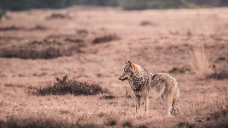 Sem (12) 'schiet' eindelijk de Veluwse wolf: 'Ik was zo blij!'