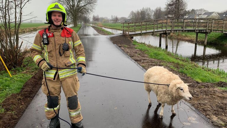 Trein op Rotterdam CS stilgezet na melding vuurwapen | Schapen te water, vier overleven het niet