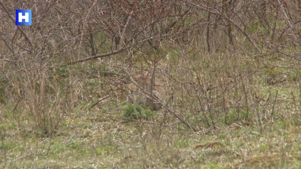 Tegen de uitstoot van Tata valt niet op te schijten in de Kennemerduinen