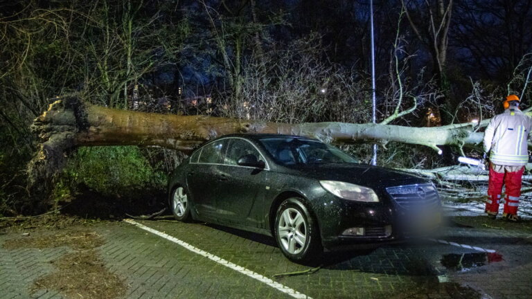 Lees terug: meerdere bomen omgewaaid, geen grote ongeregeldheden door ...