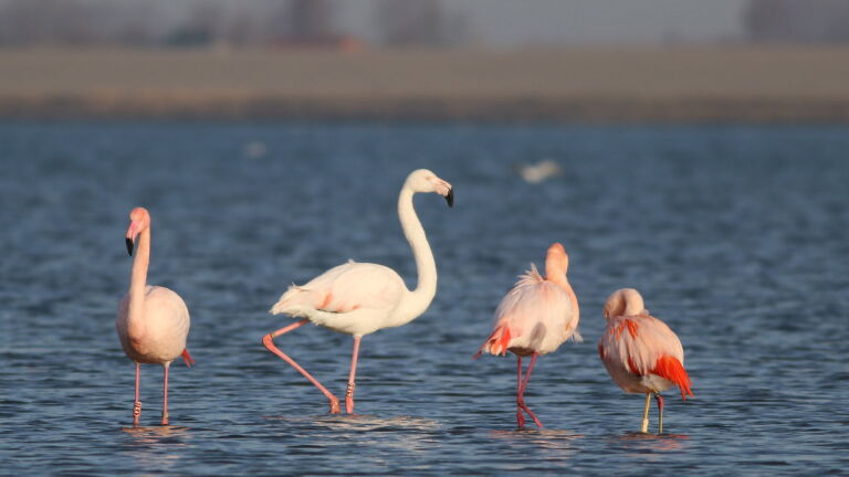 De flamingo's zijn al massaal terug in het Grevelingenmeer en dat is ...