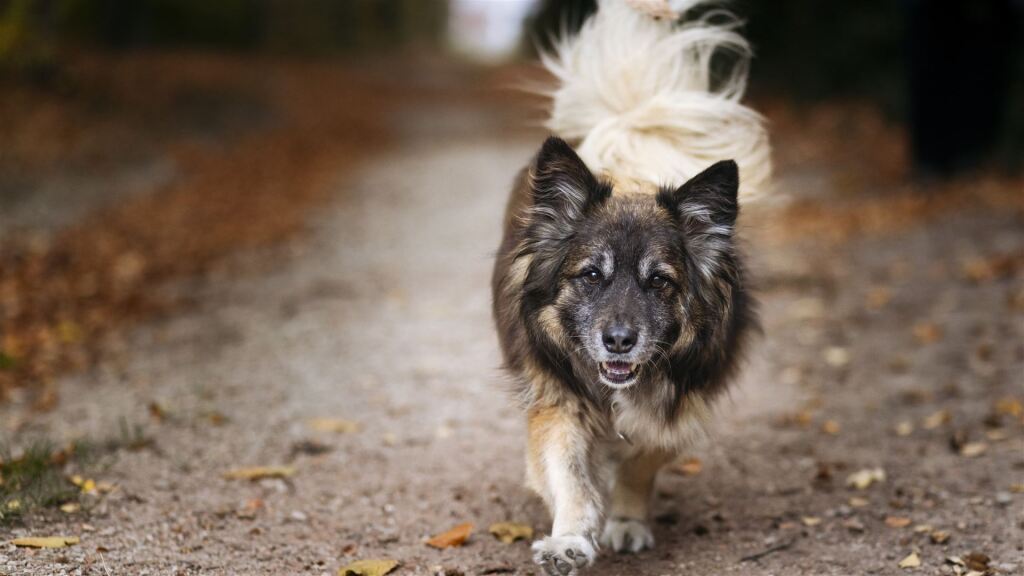 Boswachter maakt zich meer zorgen over honden dan over een wolf