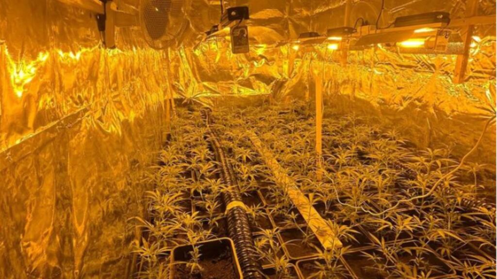 Kleinzoon bouwt wietplantage op zolder van oma, nu moet zij haar huis uit