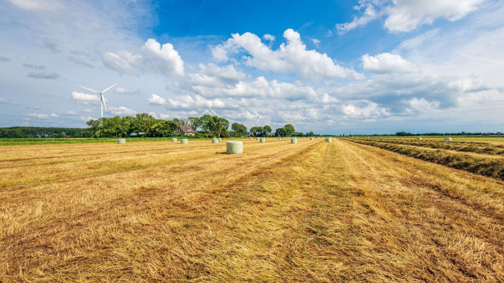 Zo wordt gras een superfood voor dier én mens