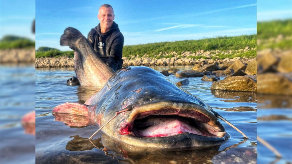 Monstervis gevangen: zo werkt pijn bij een vis