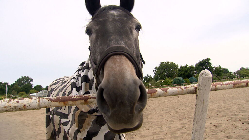 Fatshaming of dierenmishandeling? Maneges worstelen met overgewicht