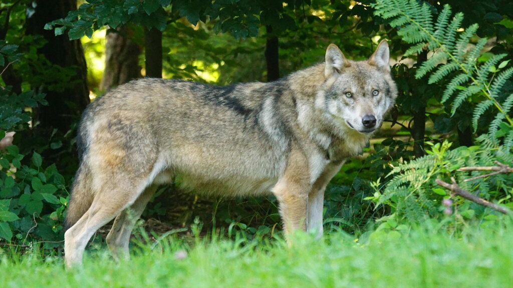 Kritiek op afschieten aangereden wolf: 'Onnodig lijden niet uit te sluiten'